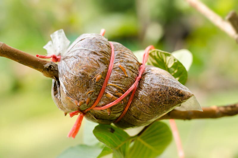 Injerto Del Tronco De árbol De La Guayaba En Tierras De Labrantío ...