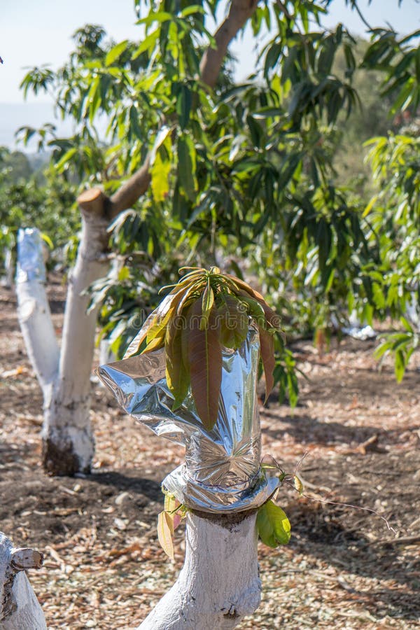 Injerto en árbol de mango imagen de archivo. Imagen de idea - 105452007