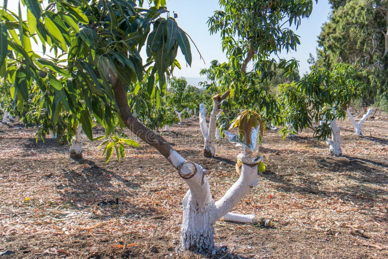 Injerto En Un árbol De Mango Foto de archivo - Imagen de injertado ...