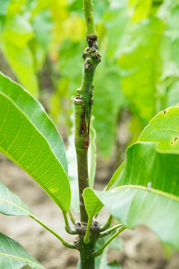 Injerto En árboles De Mango Foto de archivo - Imagen de granja, fondo ...