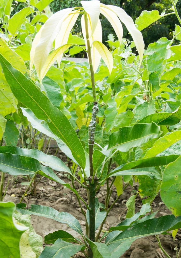 Injerto del árbol de mango imagen de archivo. Imagen de cubo - 64576801