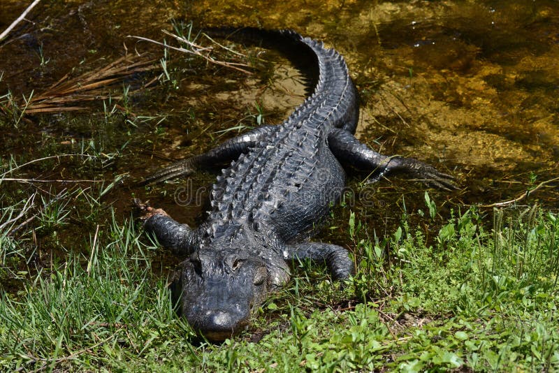 Injured Alligator stock image. Image of claws, hunter - 19096055