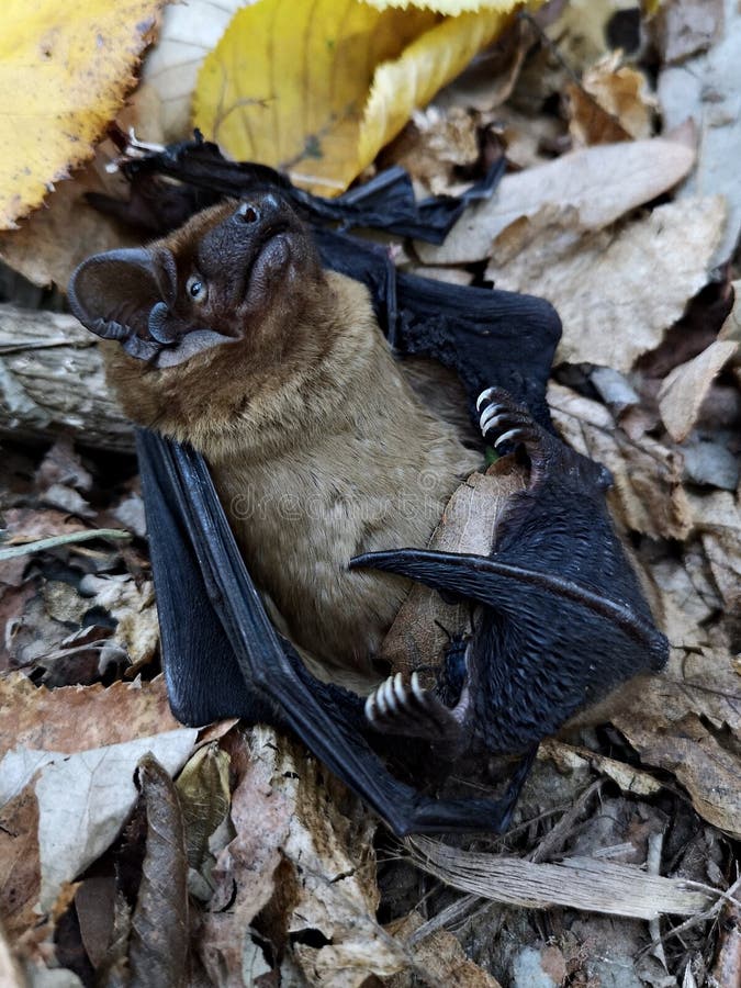Injured bat on the ground stock image. Image of wild - 202409799