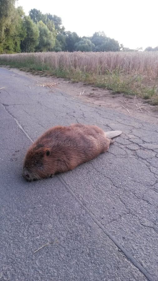 Injured beaver stock photo. Image of wild, bruised, animal - 128931790