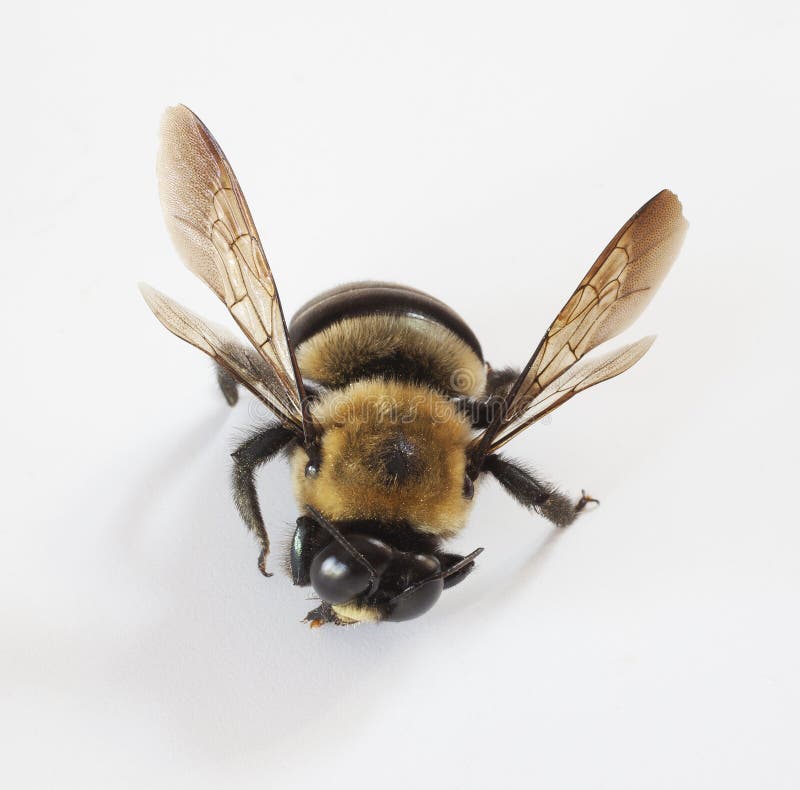 Injured bee stock photo. Image of brown, feelers, white - 54349188