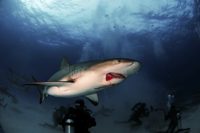Injured Caribbean Reef Shark Stock Image - Image of remora, fish: 22701841