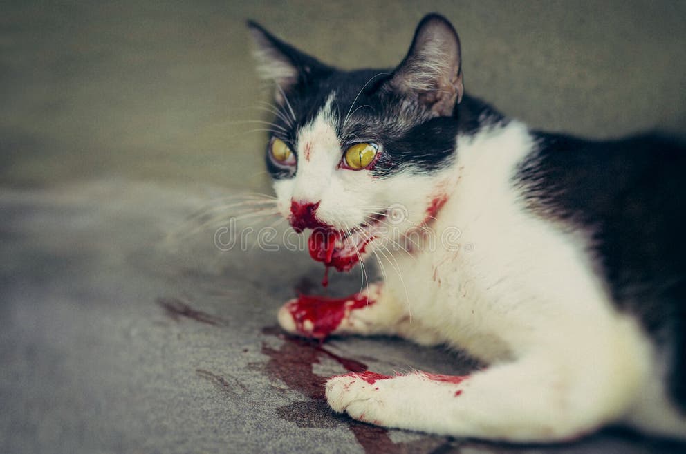 Injured cat stock image. Image of stains, agony, accident - 97163539