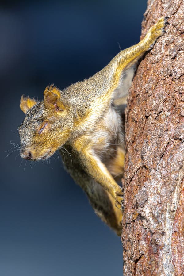 Blind Squirrel Stock Photos - Free & Royalty-Free Stock Photos from ...