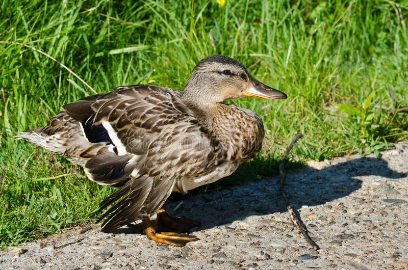 Injured Female Mallard Duck Stock Image - Image of female, mallard ...