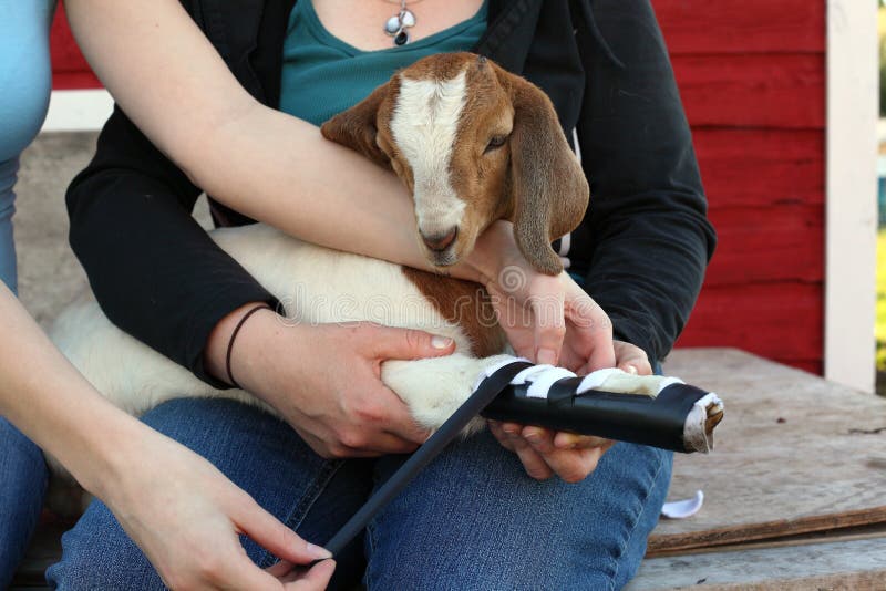 Injured Goat Stock Photos - Free & Royalty-Free Stock Photos from ...