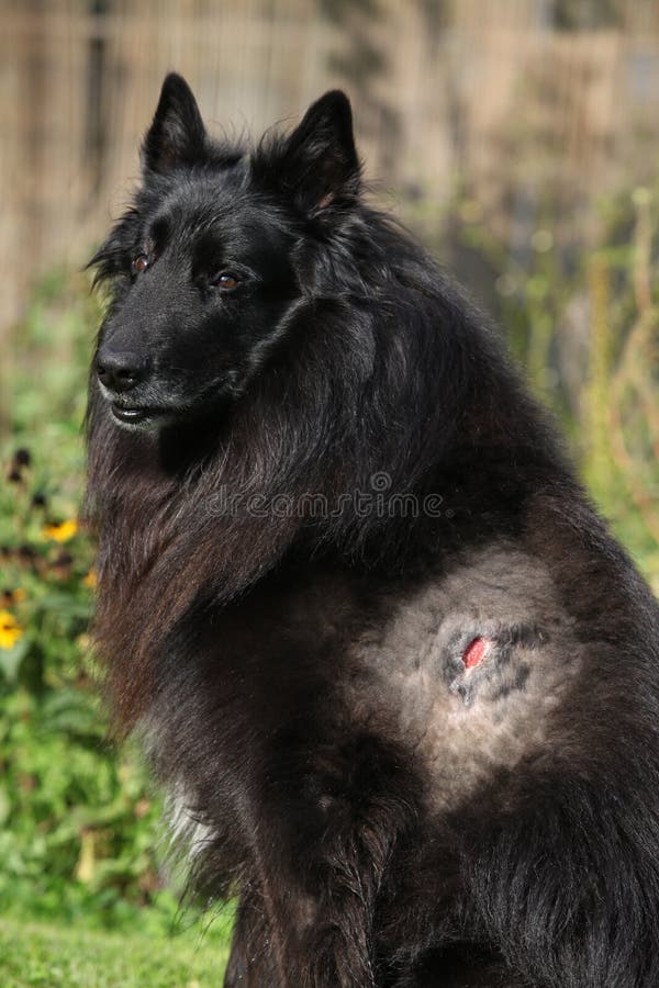 Injured Groenendael after Fight with Other Dog Stock Photo - Image of ...