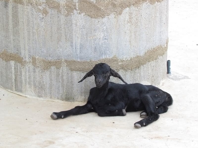 Injured Ill Animal, Black Goat Stock Image - Image of furry, frail ...