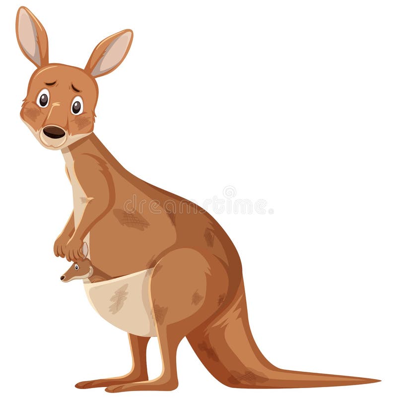 Injured Kangaroo on White Background Stock Vector - Illustration of ...