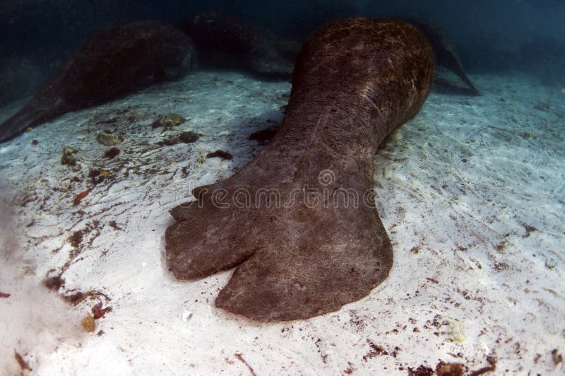 Injured Manatee Done by a Careless Boater Stock Image - Image of diver ...