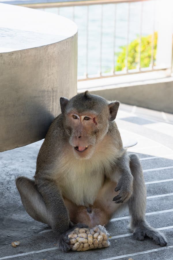 Injured Monkey Eats a Nut on a Sidewalk in a Park Very Poor. Stock ...