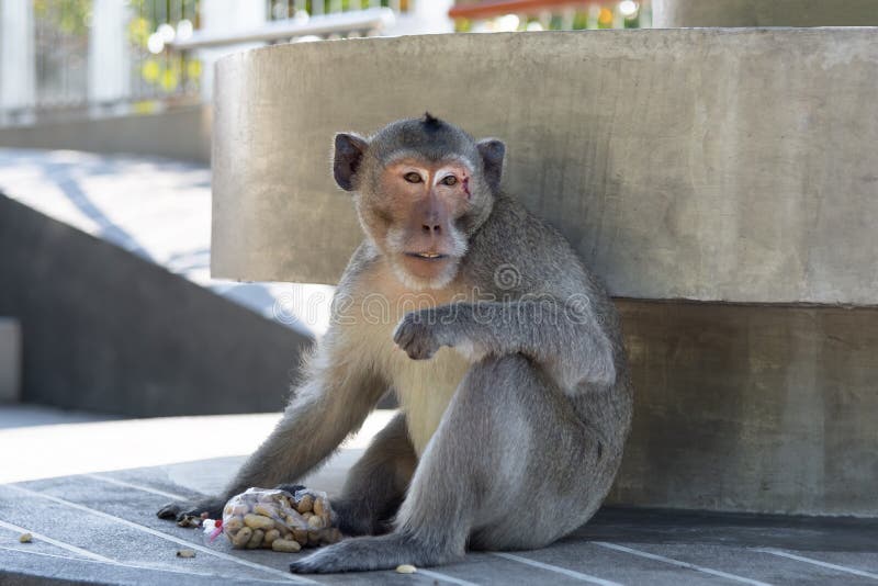Injured Monkey Eats a Nut on a Sidewalk in a Park Very Poor. Stock ...