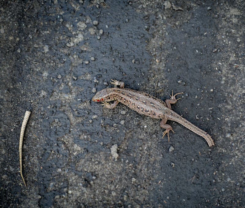 752 Bleeding Injured Stock Photos - Free & Royalty-Free Stock Photos ...