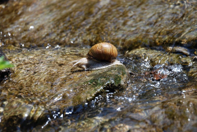 Injured Snail on Rock in Creek Stock Photo - Image of creek, rock: 91629848