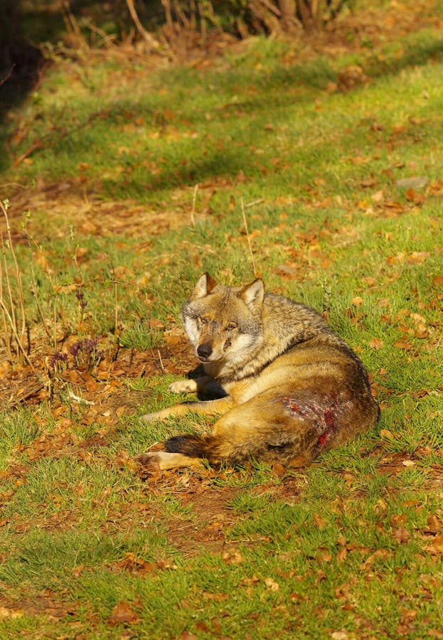 Wolf excluded by its pack stock photo. Image of predator - 110203128