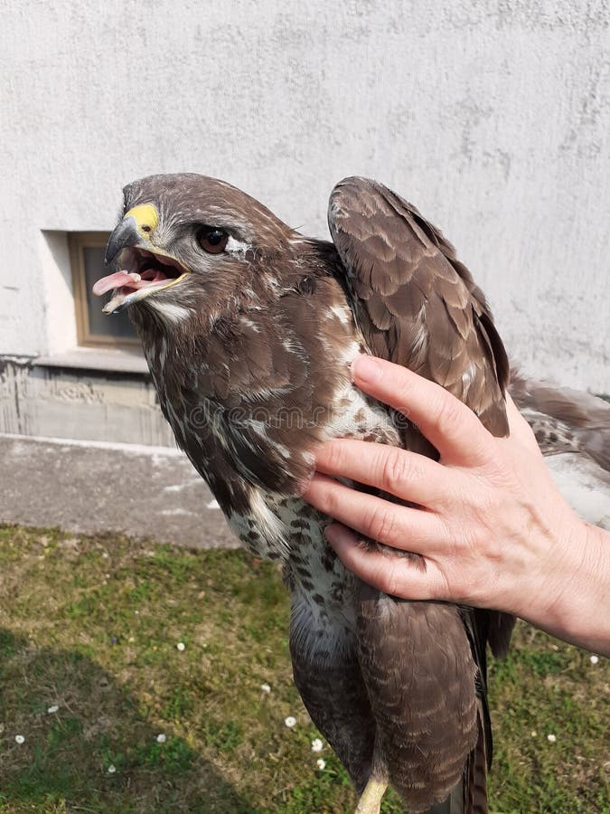 Injuried Buzzard Hold in Hands Stock Photo - Image of predator, buzzard ...