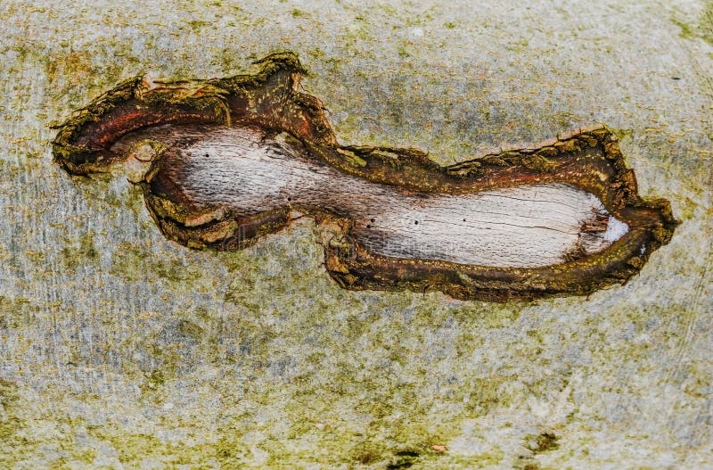 Injury in the Bark from a Tree in a Forest Detail Stock Photo - Image ...