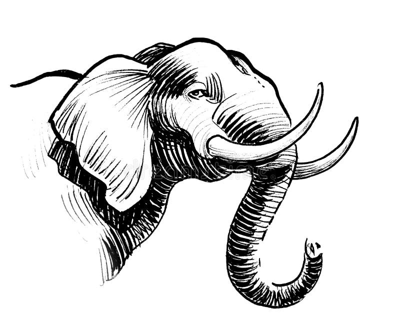 Elephant head stock illustration. Illustration of african - 234376991