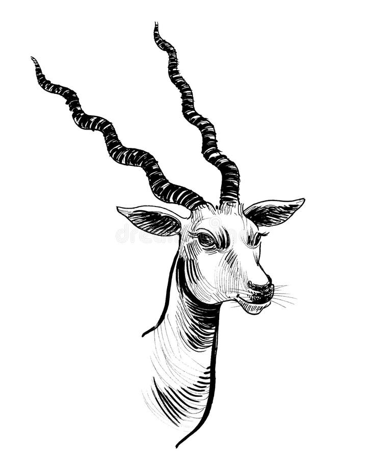 Antelope Head Stock Illustrations – 3,586 Antelope Head Stock ...
