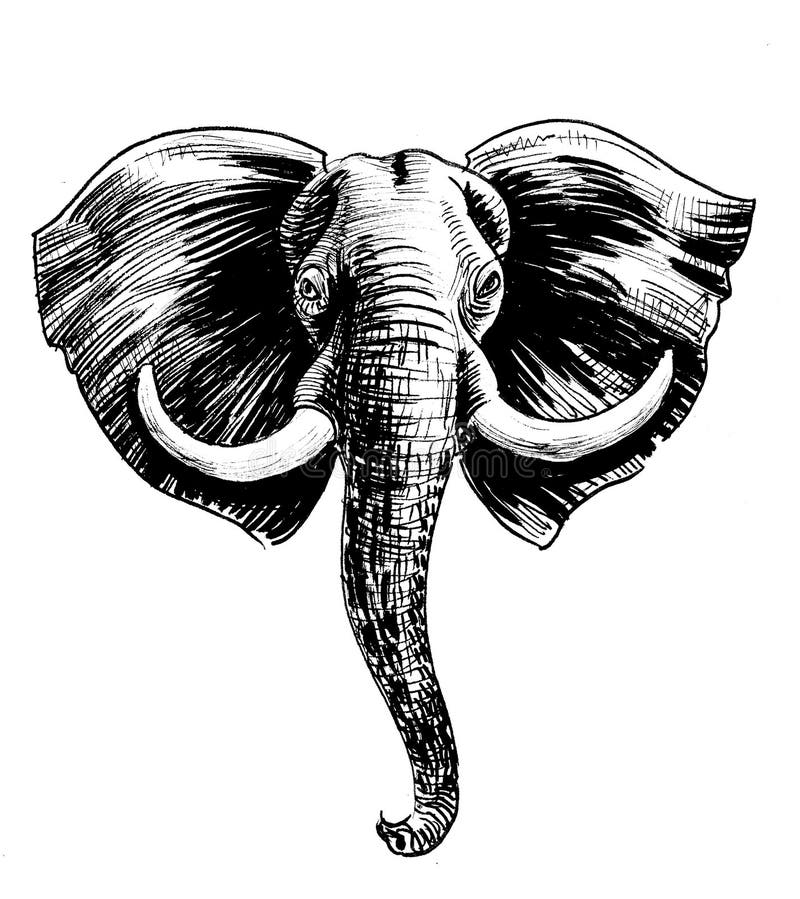 Elephant head stock illustration. Illustration of drawing - 112406644