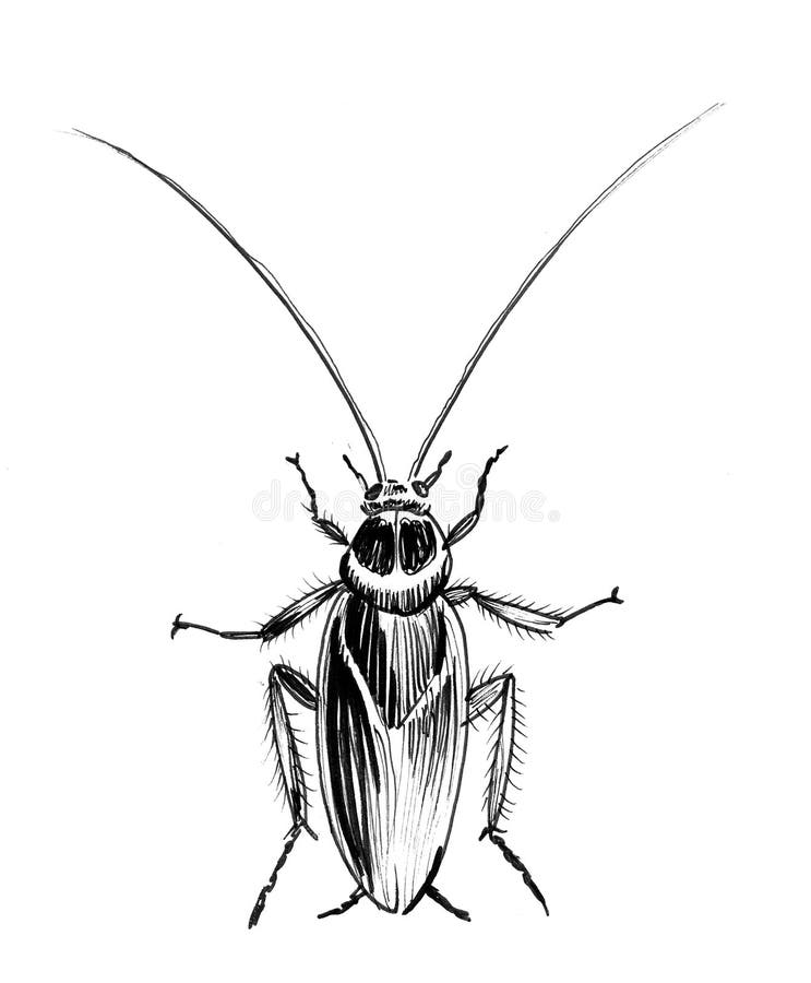 Cockroach stock illustration. Illustration of artwork - 140951940