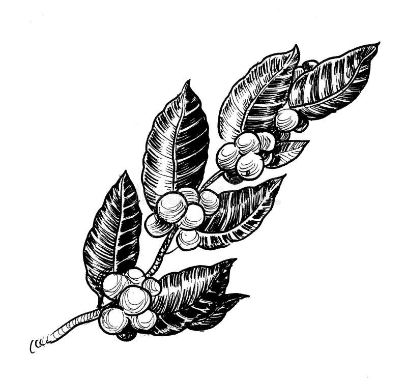 Coffee plant stock illustration. Illustration of artwork - 161133304