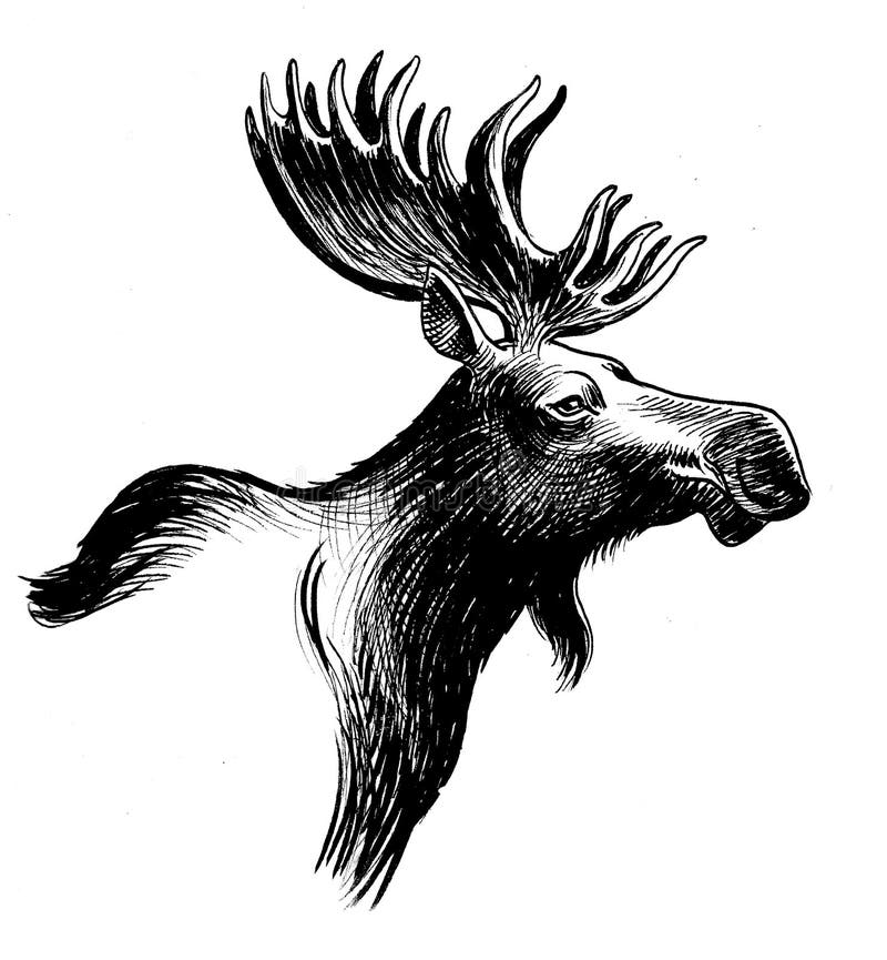 Elk head stock illustration. Illustration of horned - 264793567