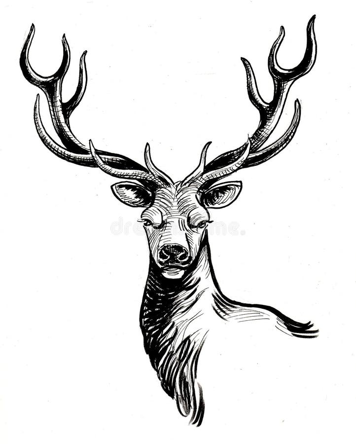 Stag deer stock illustration. Illustration of clipart - 242875669