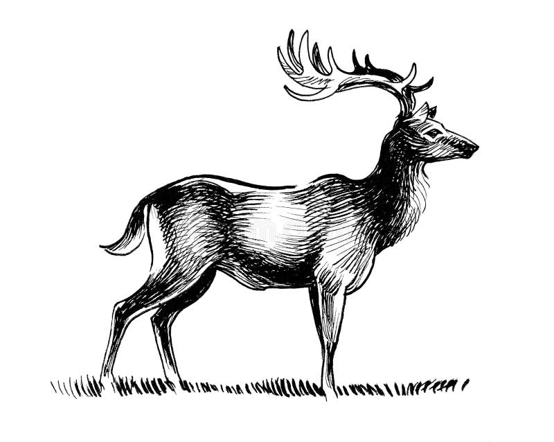 Standing Stag Line Art Image Stock Vector - Illustration of antler ...