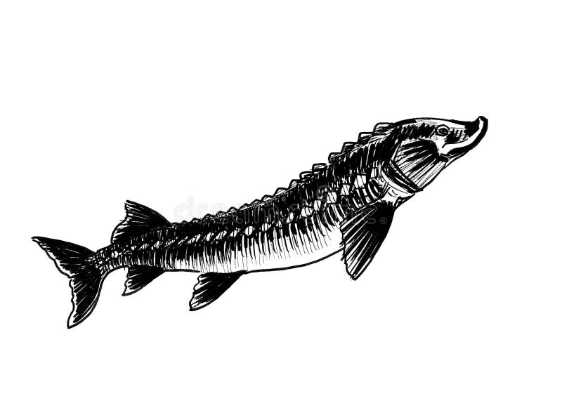 Sturgeon fish stock illustration. Illustration of animal - 234376978