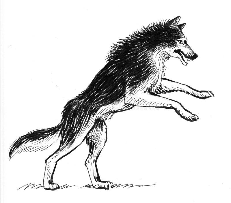 White Wolf Standing Stock Illustrations – 611 White Wolf Standing Stock ...