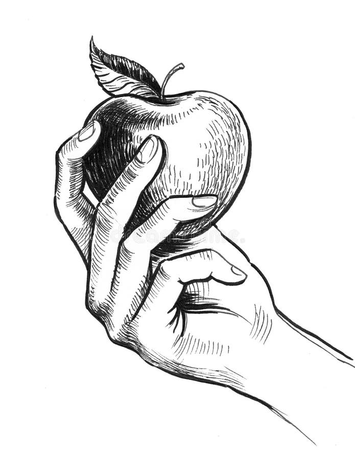 Hand holding an apple stock illustration. Illustration of white - 110345957