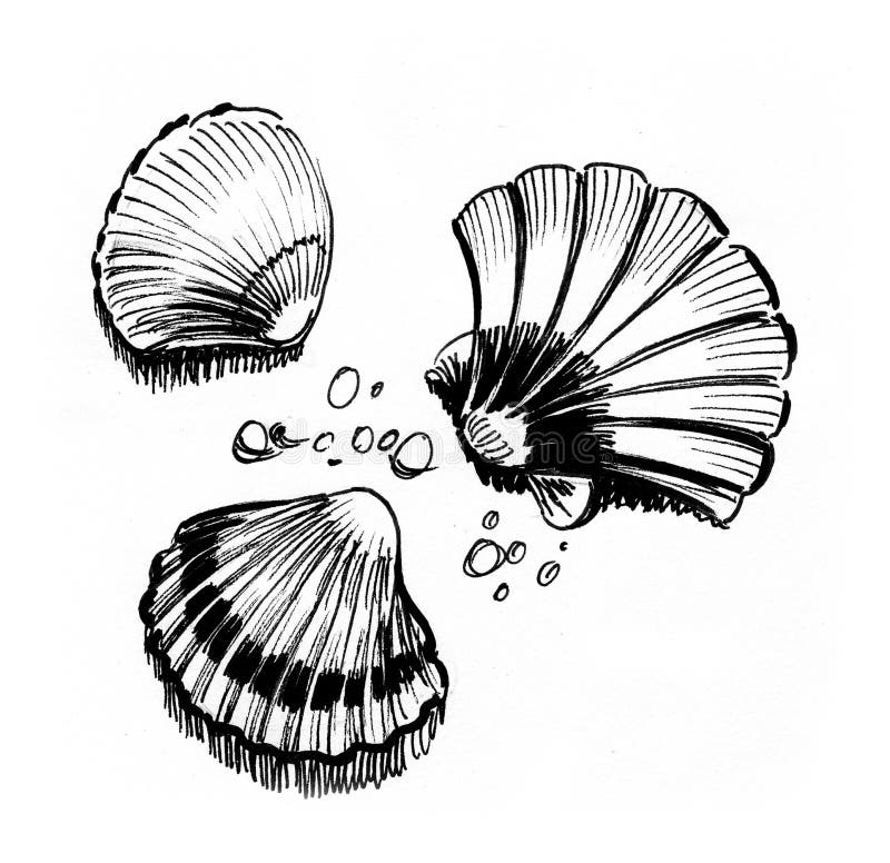 Seashells Ink Drawing Stock Illustrations – 336 Seashells Ink Drawing ...