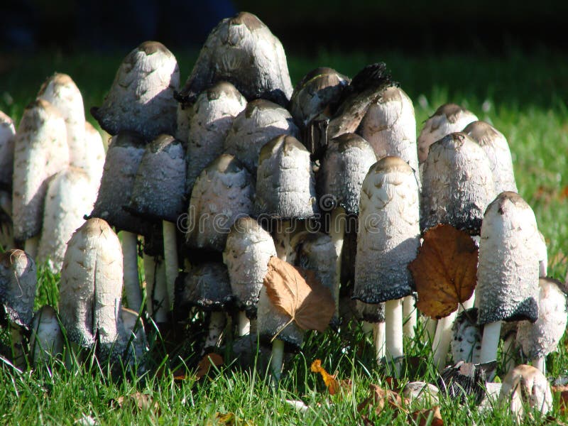 Ink cap stock image. Image of shaggy, mane, gills, black - 11170667