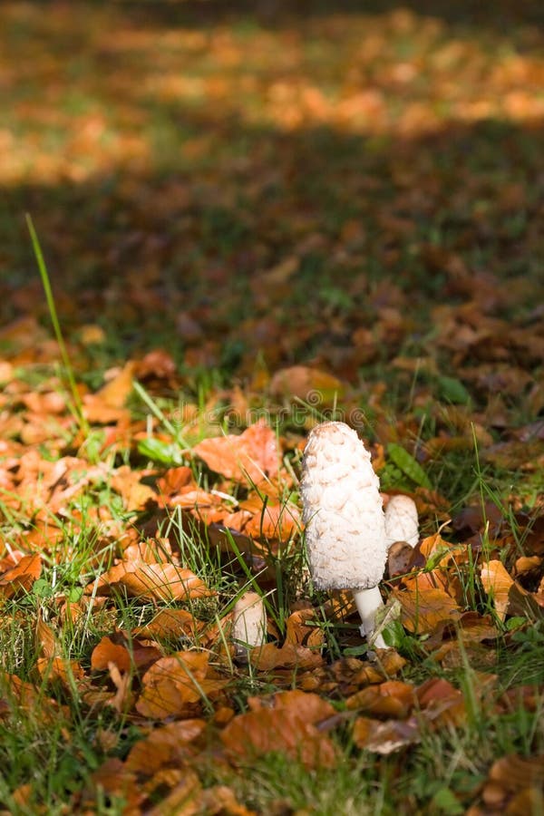 Ink cap (Coprinus comatus) stock photo. Image of edible - 15301206