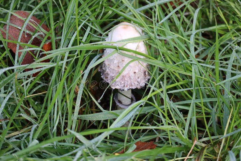 Ink Cap Hidden in the Grass Stock Photo - Image of lawyers, grass ...