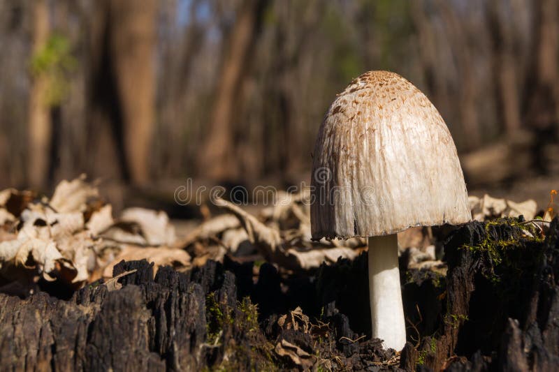 The ink cap. stock image. Image of gill, growing, plants - 62015033