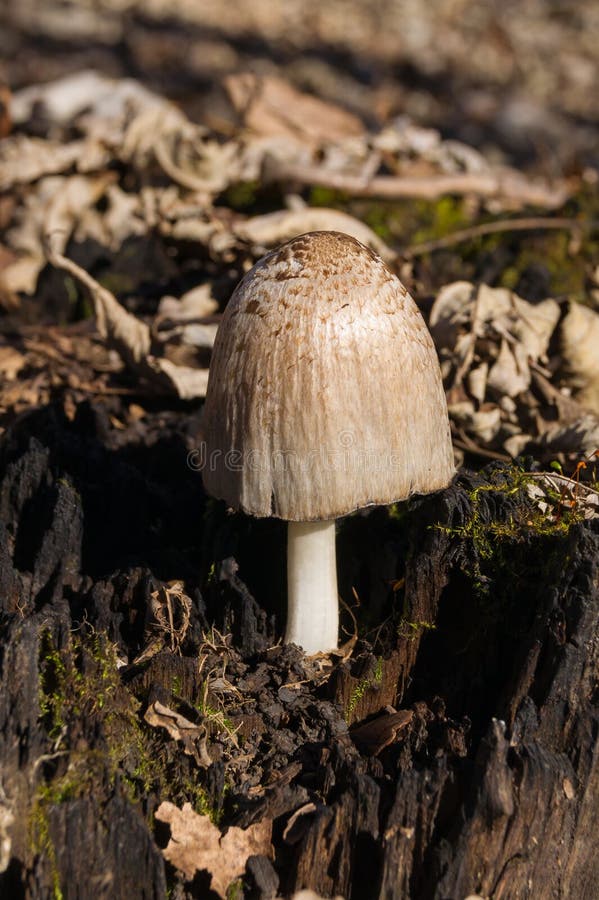 The ink cap. stock photo. Image of outdoor, organic, forest - 62015062