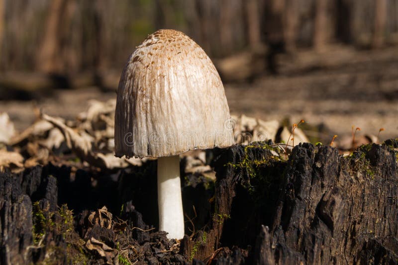 The ink cap. stock photo. Image of america, close, organic - 62015070