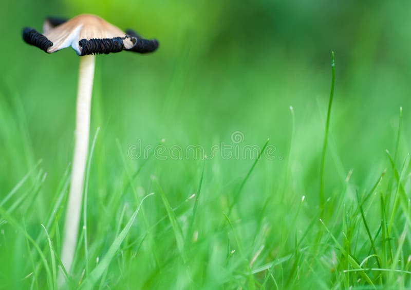 Ink cap toadstool stock image. Image of coprinus, native - 44474661