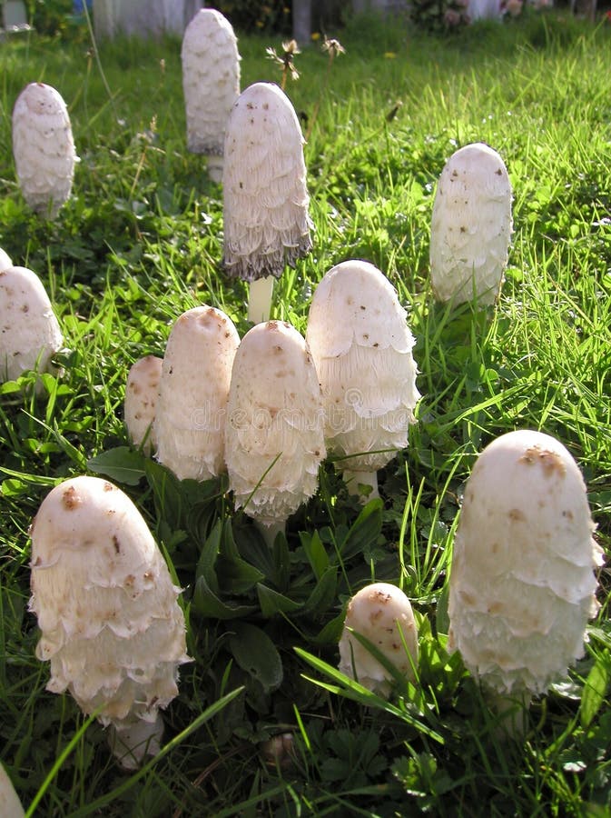 Ink caps in Autumn sun stock photo. Image of inky, gills - 292010