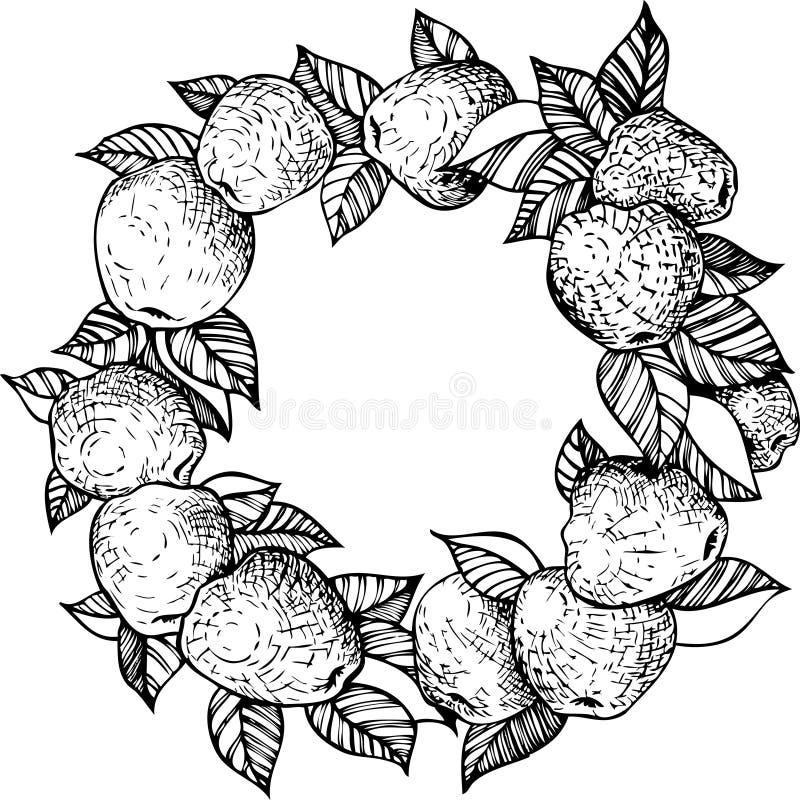 Ink drawing apple wreath stock vector. Illustration of autumn - 45549445