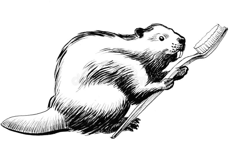 Beaver with a toothbrush stock illustration. Illustration of funyy ...