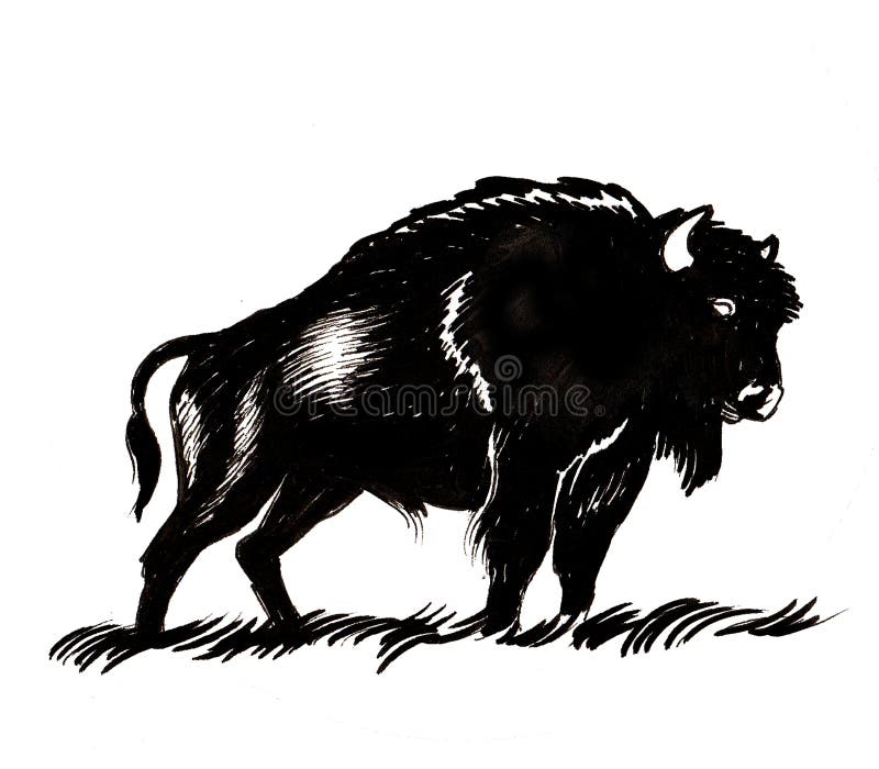 Black bison stock illustration. Illustration of black - 100434578