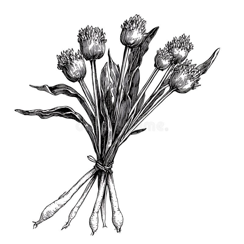 Ink Drawing of a Bunch of Chives Ink Scketch Stock Illustration ...