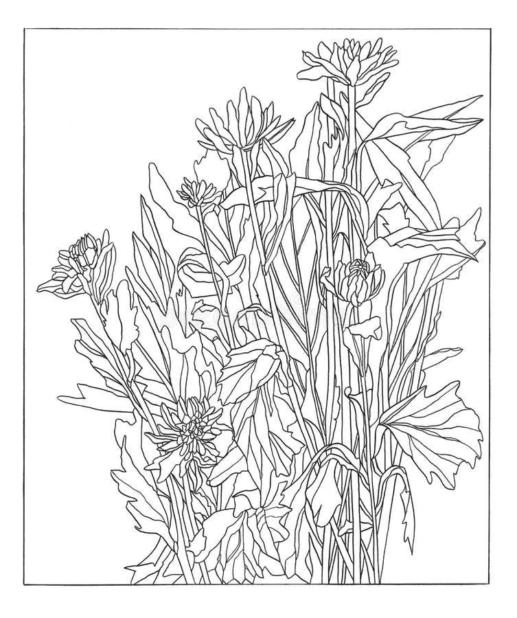 Ink Drawing Illustration of Aster Flowers with Leaves Stock ...